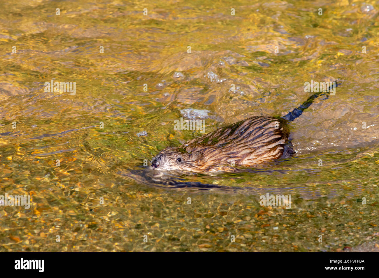 Muskrat swimming in shallow creek, Castle Rock Colorado US Stock Photo ...