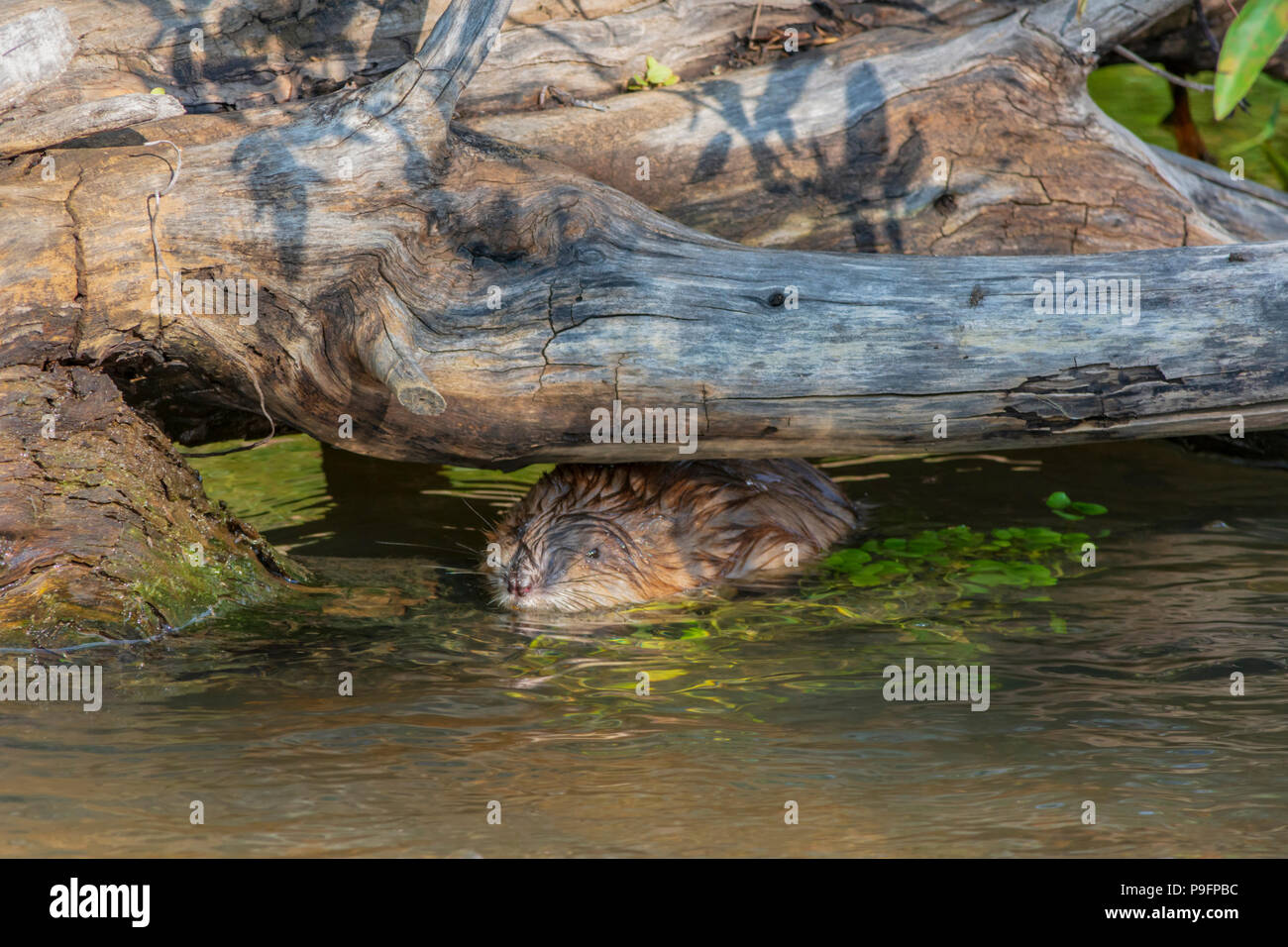 Muskrat hiding underneath the safety of an old log, part of it's home ...