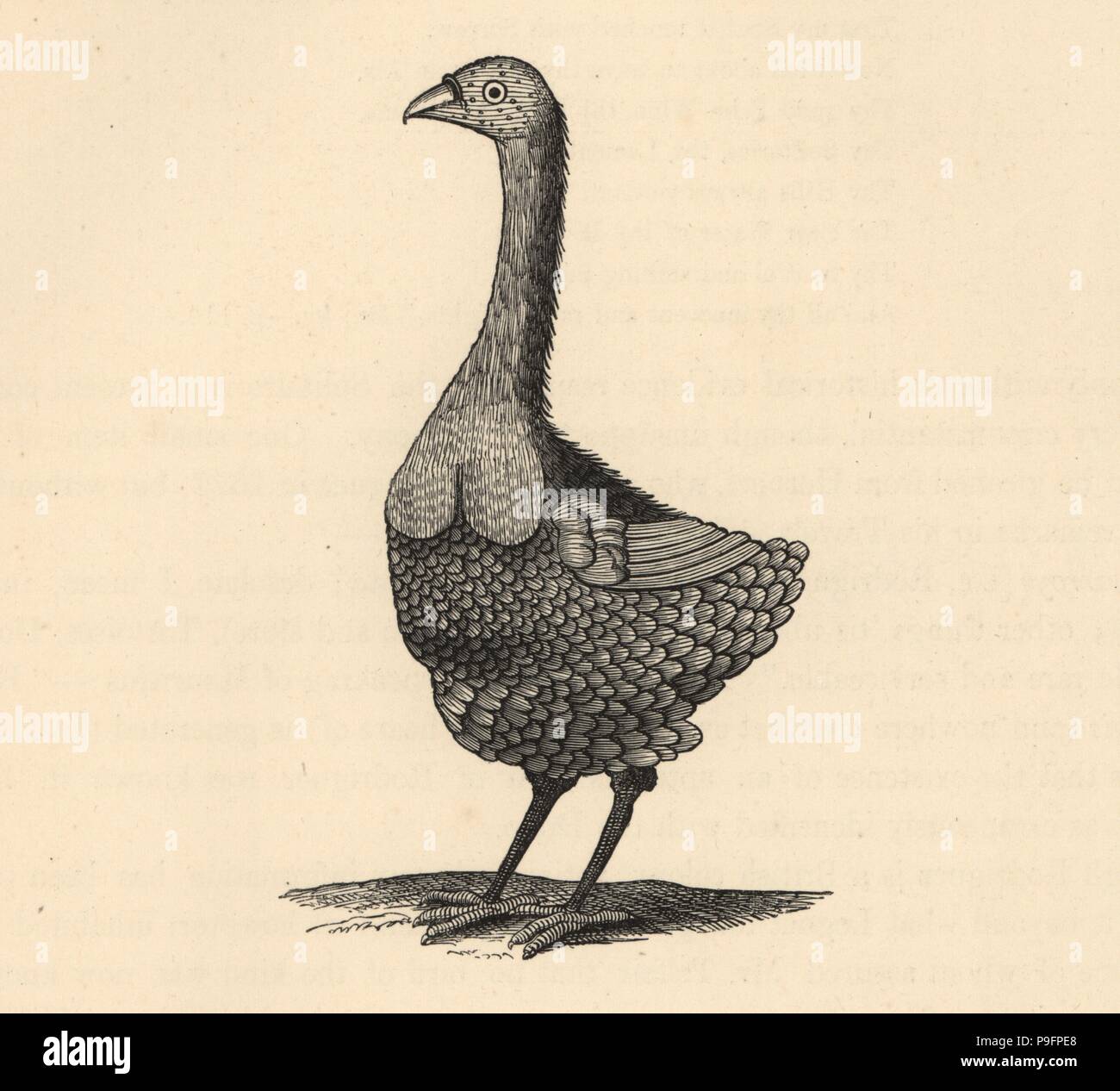 Illustration of a Rodrigues solitaire, Pezophaps solitaria, by Francois ...