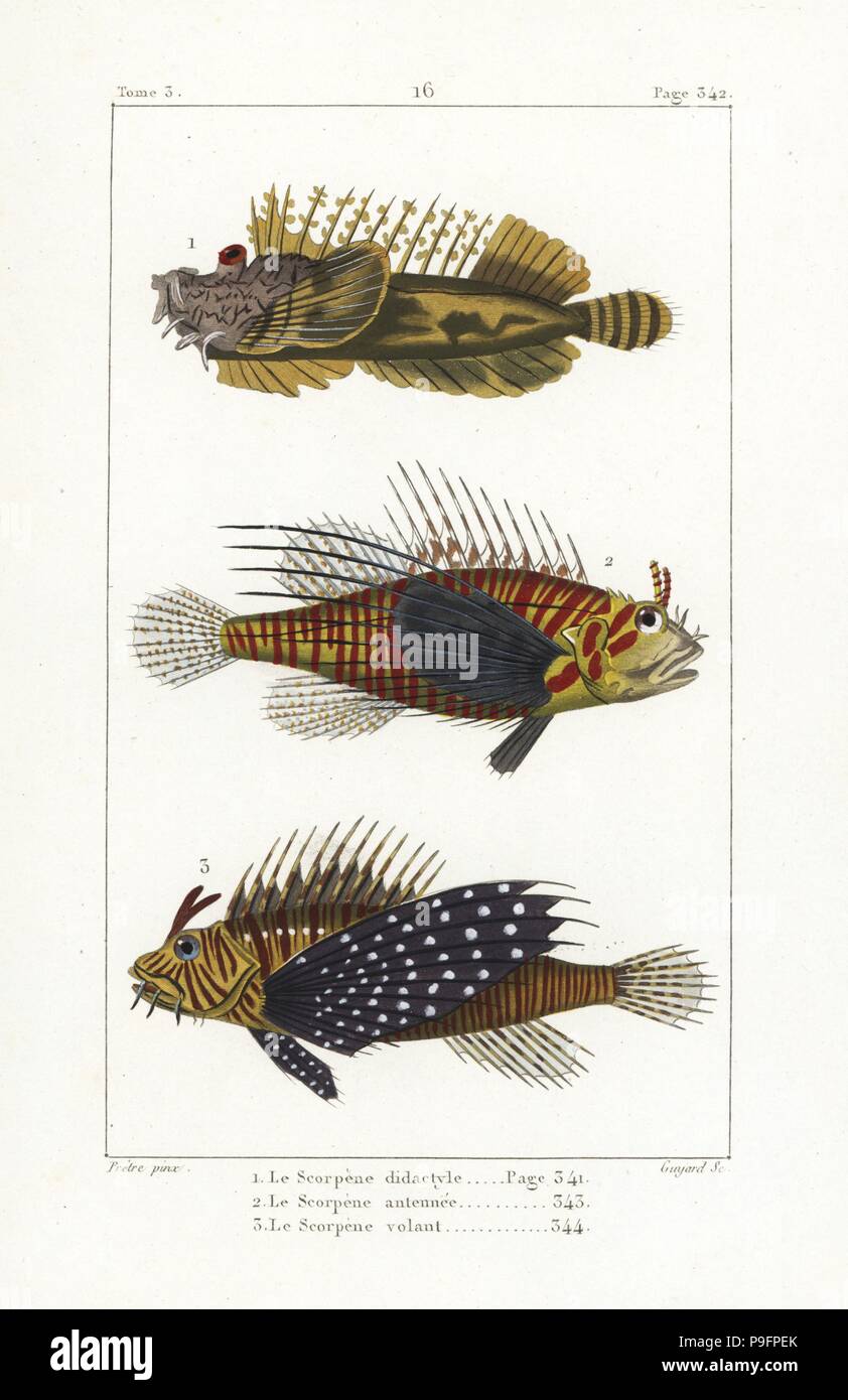 Ghoul fish hi-res stock photography and images - Alamy