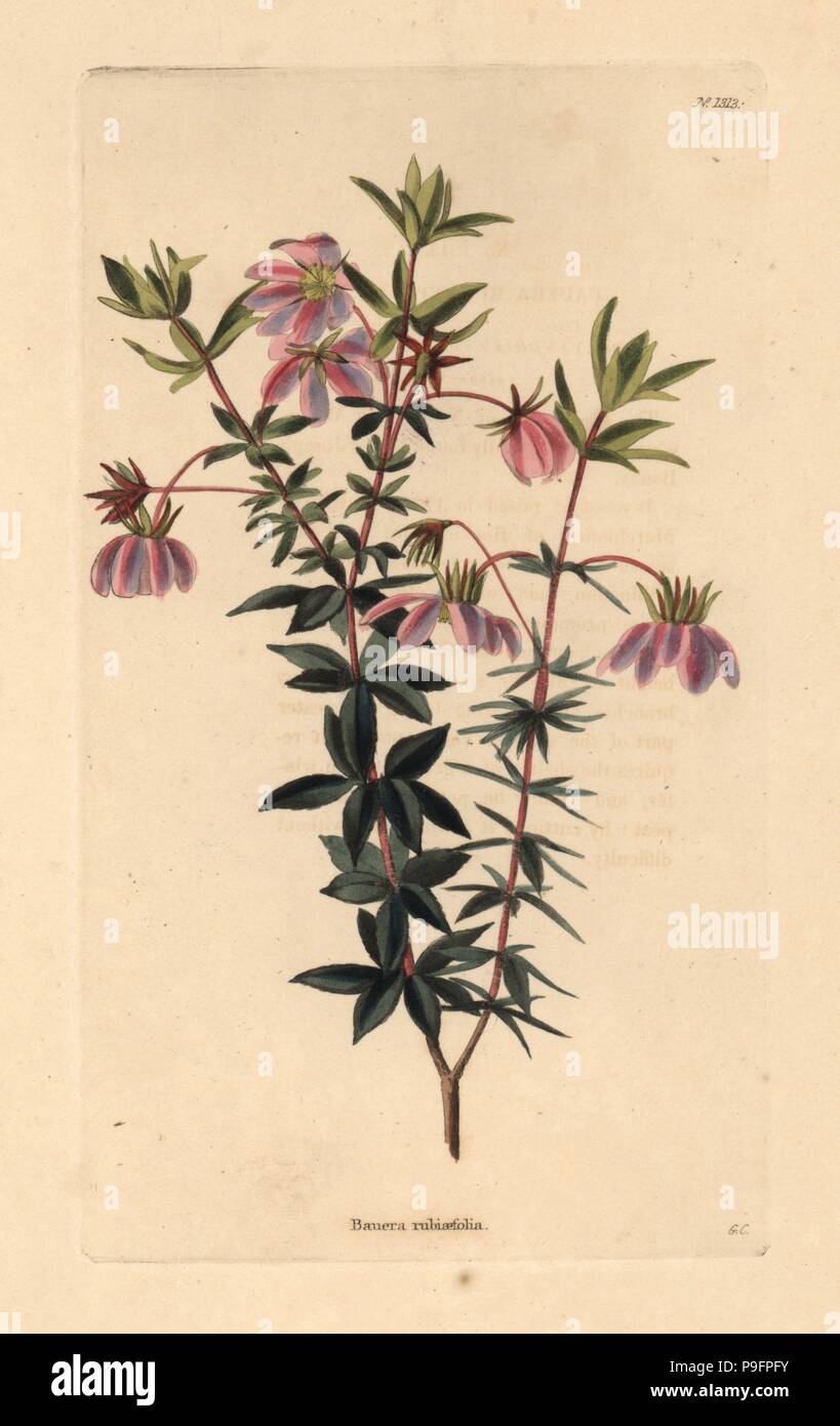 Bauera rubiaefolia hi-res stock photography and images - Alamy