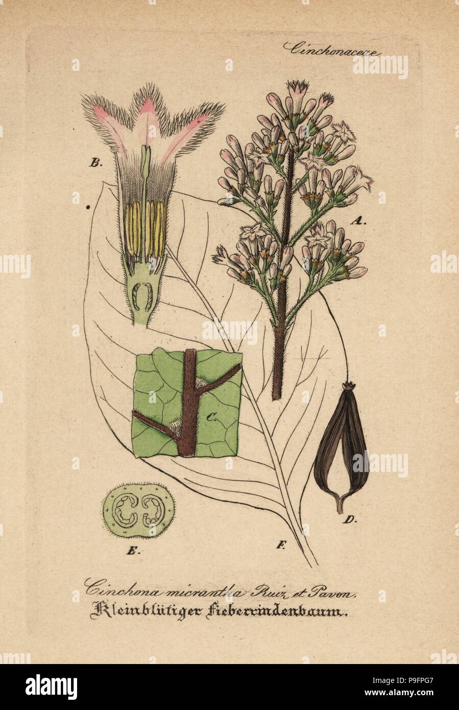 Quinine, red cinchona or cinchona bark, Cinchona micrantha ...