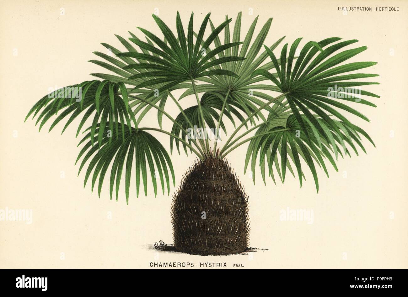 Rhapidophyllum hystrix hi-res stock photography and images - Alamy