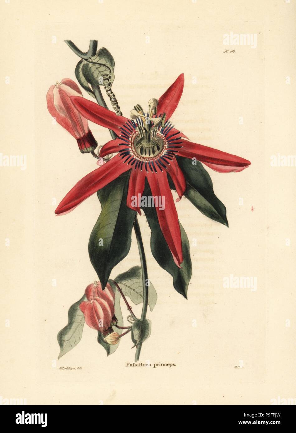 Red Passion Flower