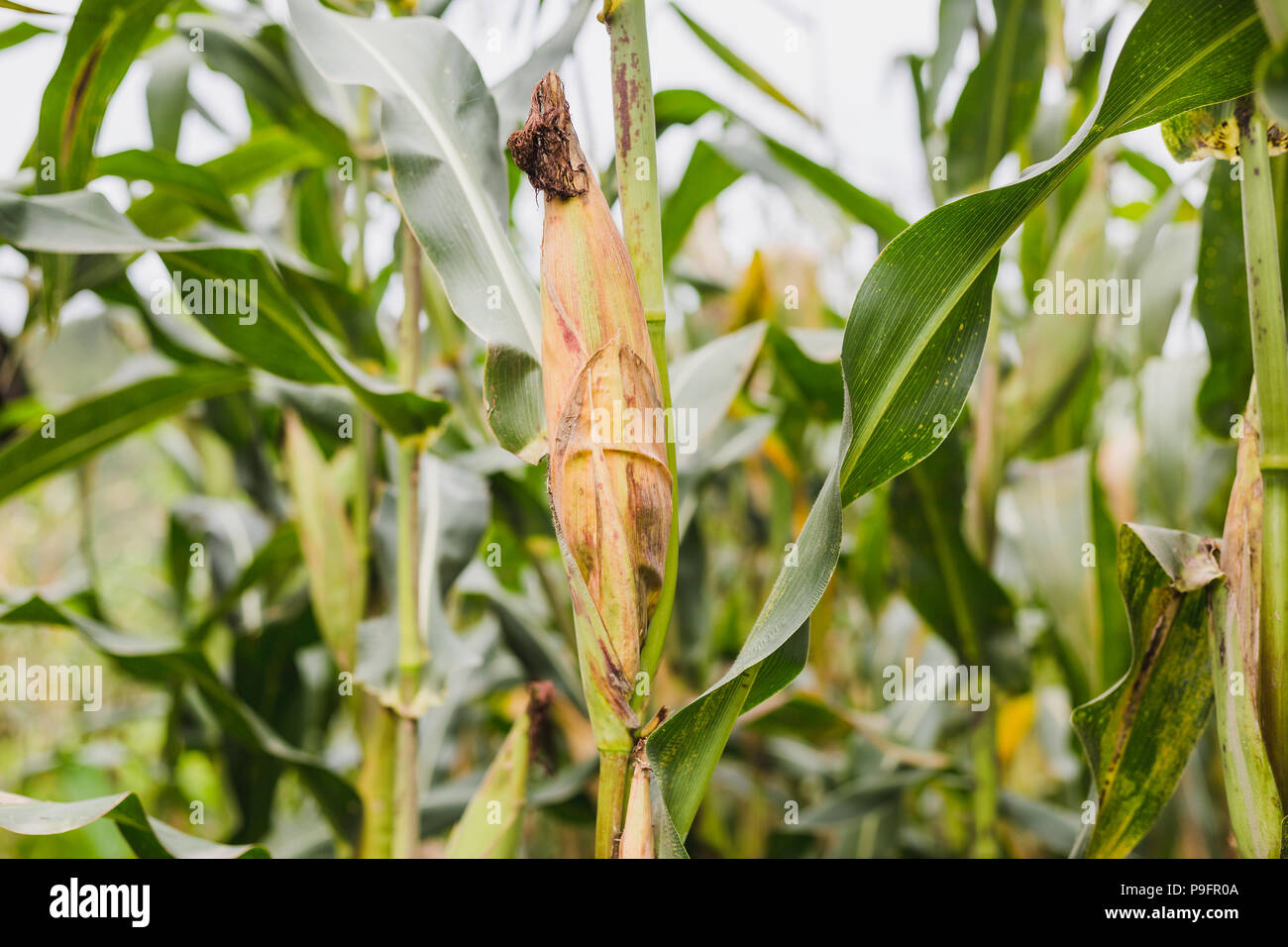 Gorkha land hi-res stock photography and images - Alamy
