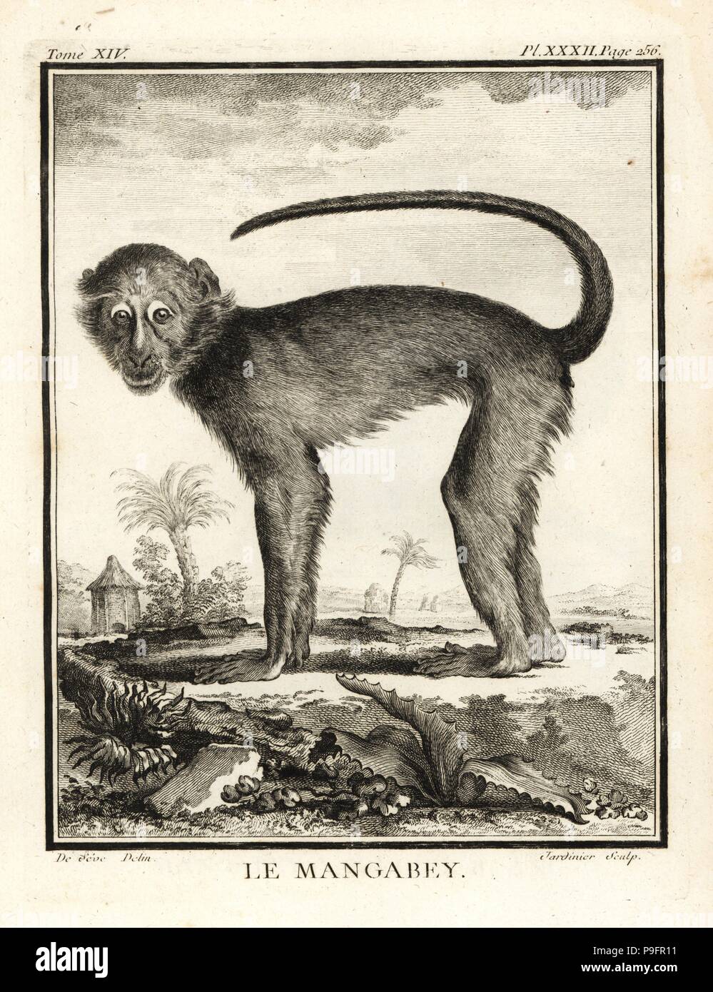 Cercocebus species hi-res stock photography and images - Alamy