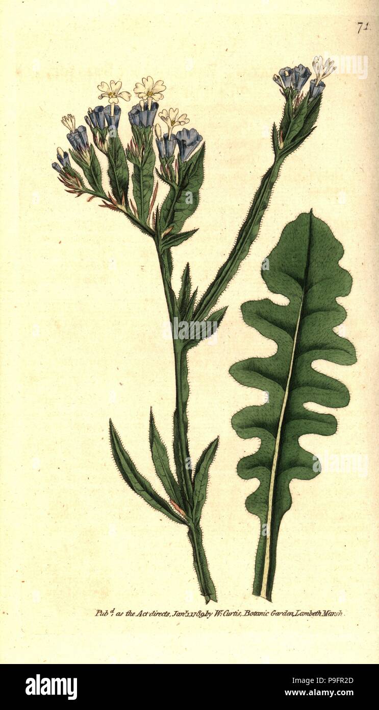 Botanical illustration statice limonium hi-res stock photography and ...