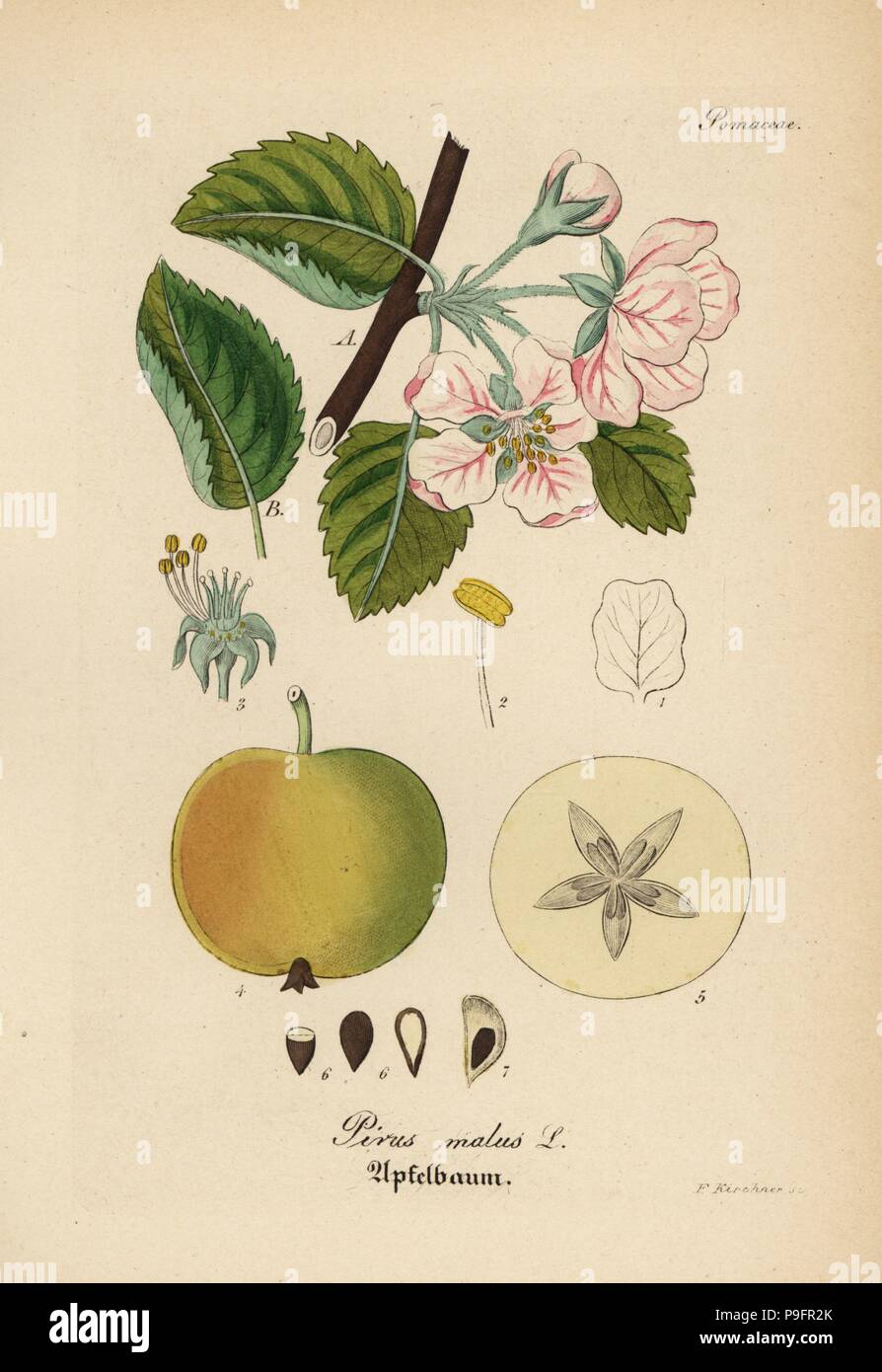 Pyrus malus botanical illustration hi-res stock photography and images ...