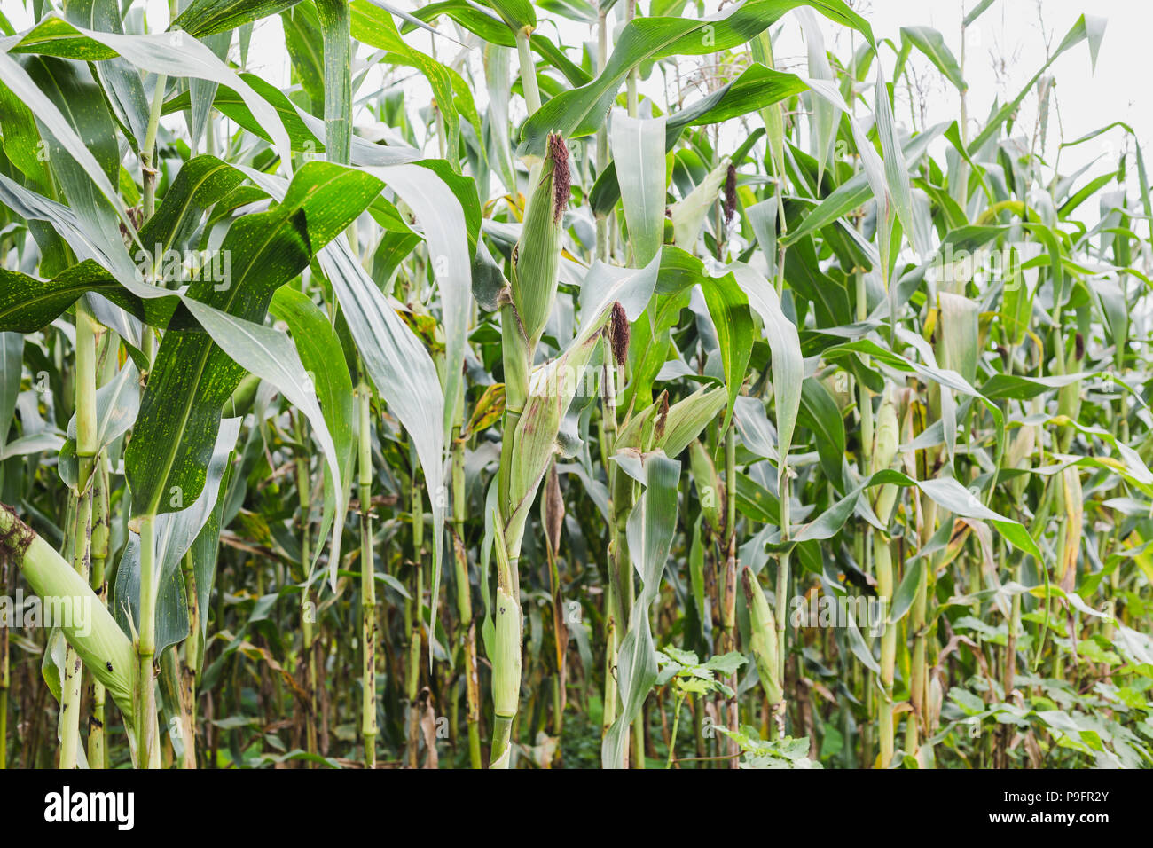 Close up of Corn Field in the mountain.Corn field in the harvesting ...