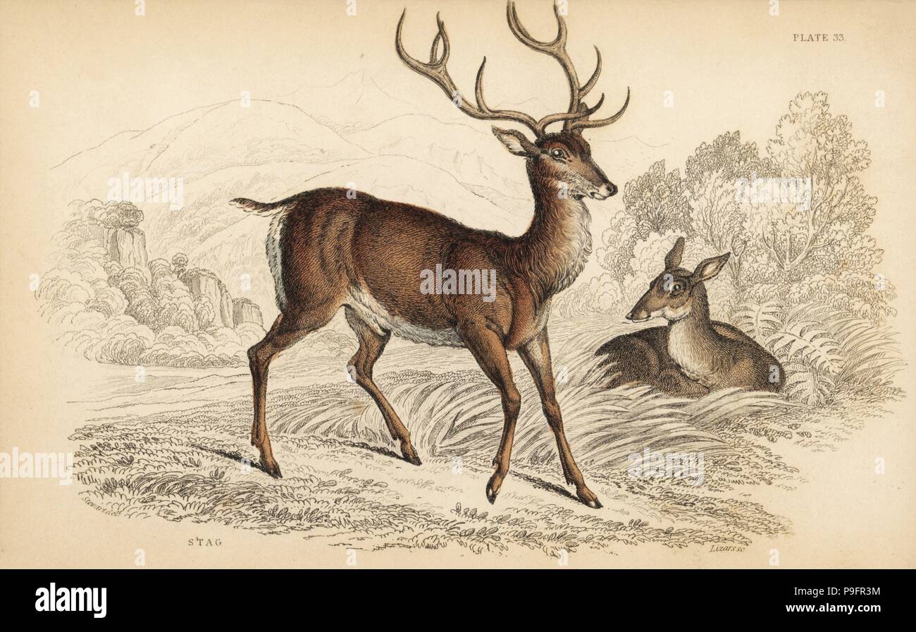Red deer stag, Cervus elaphus. Handcoloured steel engraving by Lizars ...
