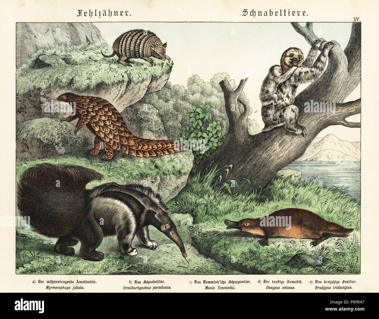 Giant anteater a, Myrmecophaga tridactyla, ground pangolin c, Smutsia ...