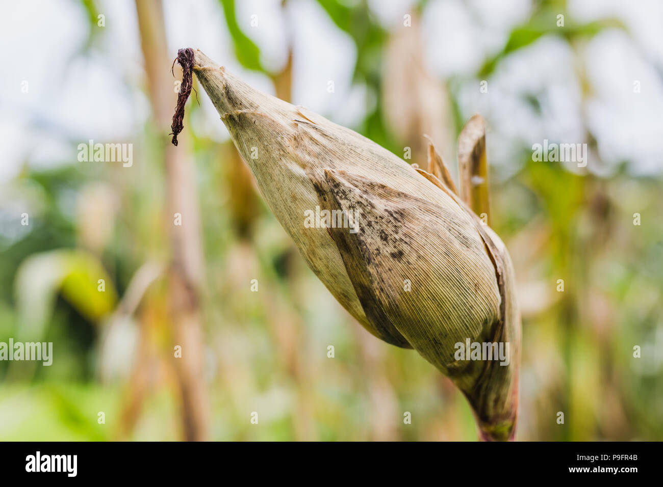 Gorkha land hi-res stock photography and images - Alamy
