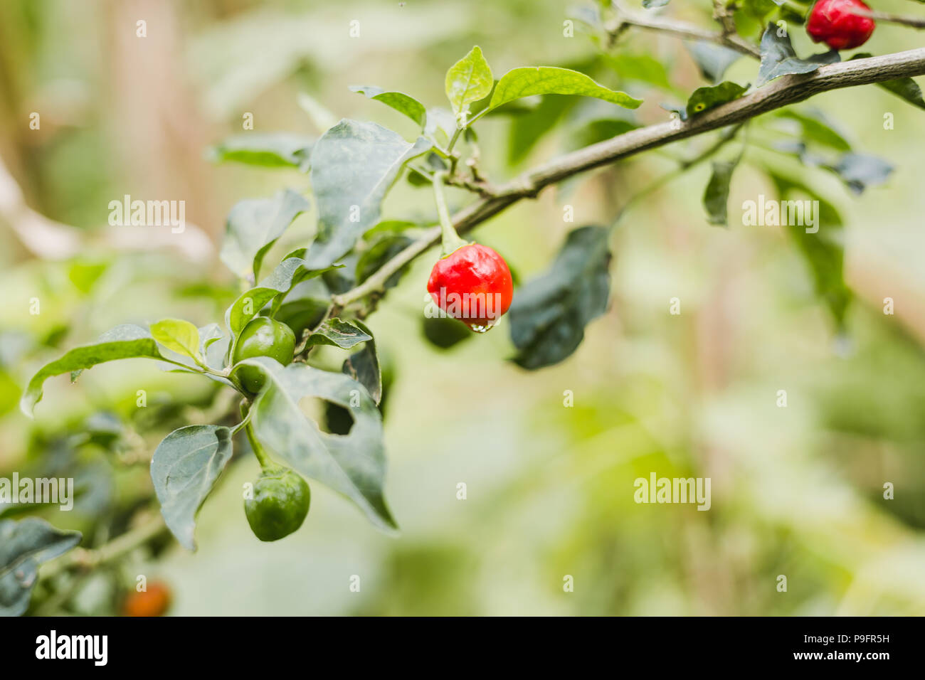 Chilli tree.Read and green Chilli paper with leaves in the organic farm ...