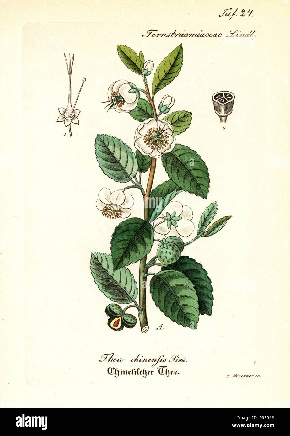 Thea Chinensis High Resolution Stock Photography and Images - Alamy