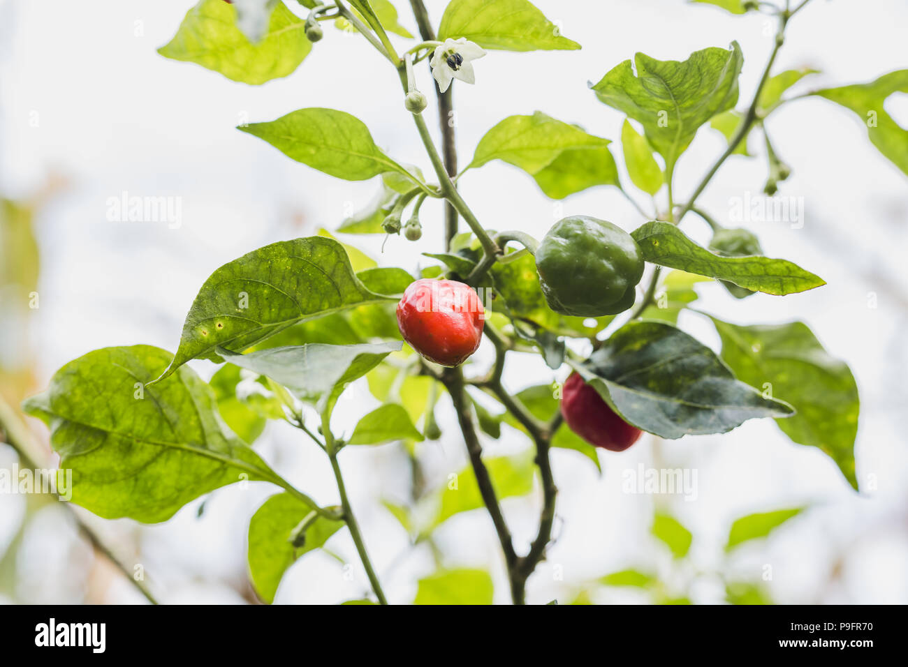 Chilli tree.Read and green Chilli paper with leaves in the organic farm ...