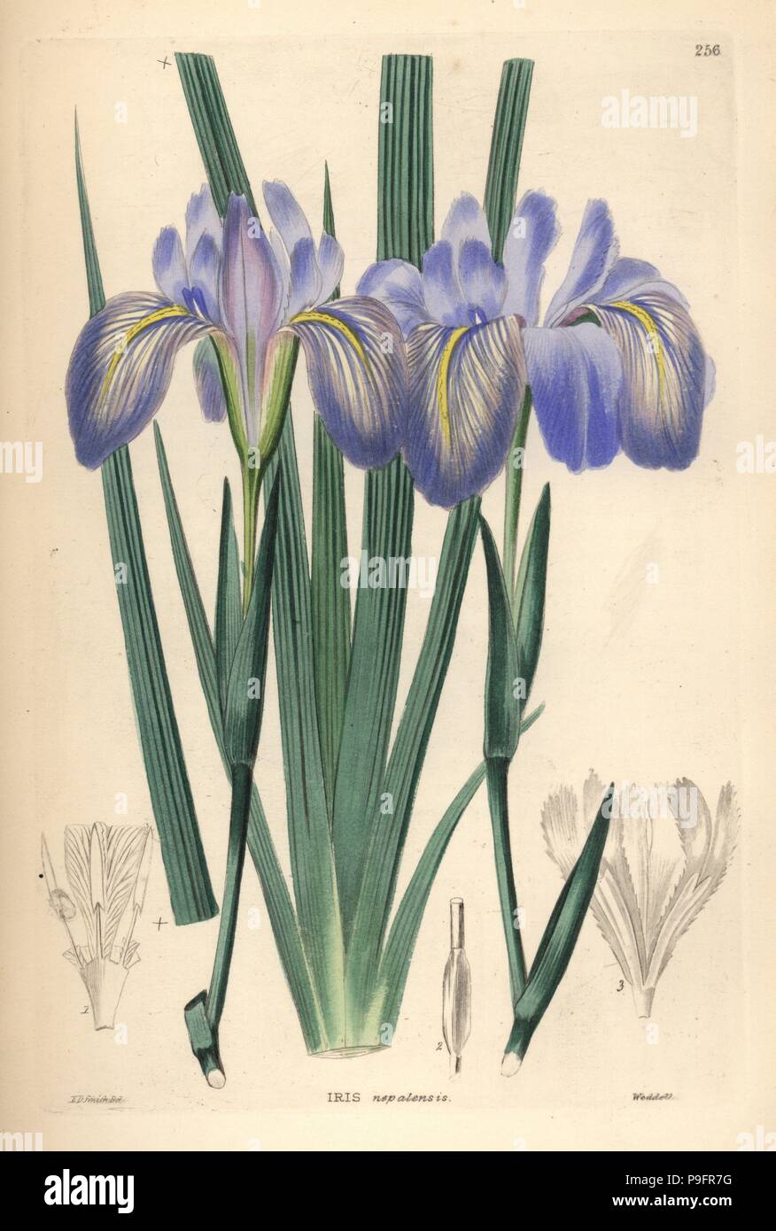 Iris nepalensis hi-res stock photography and images - Alamy