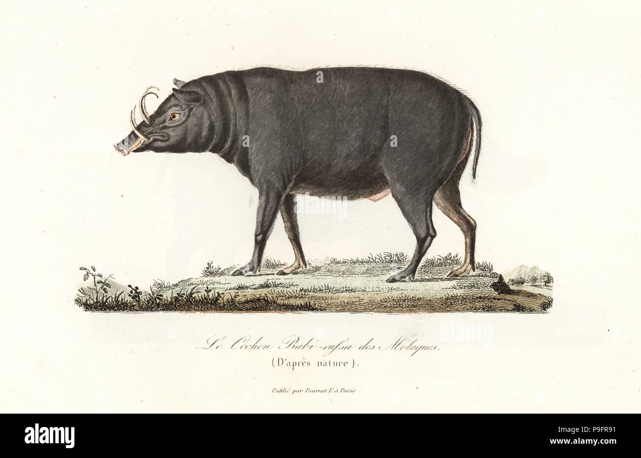 Buru babirusa or Moluccan babirusa, Babyrousa babyrussa. Handcoloured ...