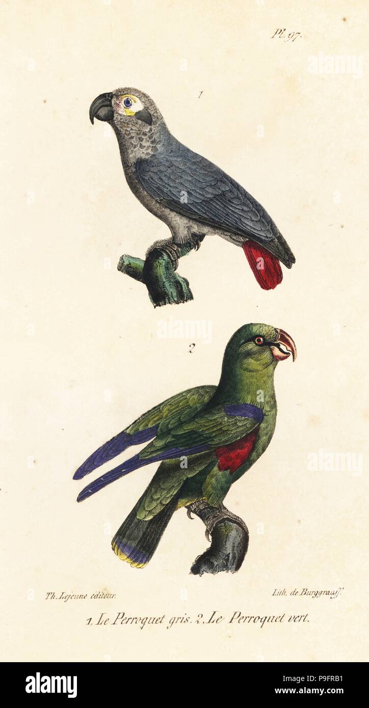 African grey parrot, Psittacus erithacus, and green parakeet ...