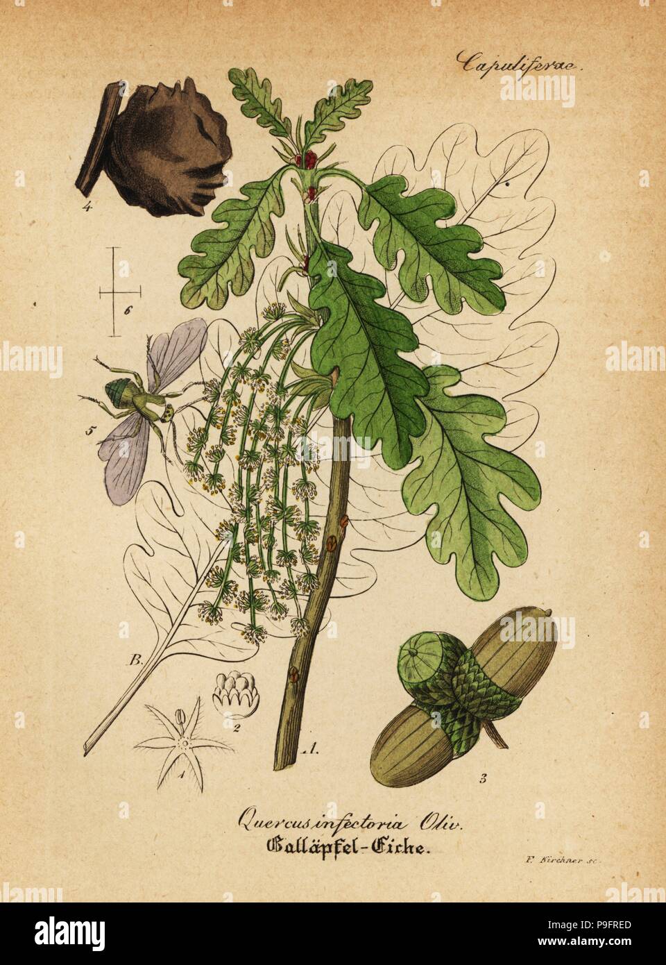 Aleppo oak, Quercus infectoria. Handcoloured copperplate engraving from ...