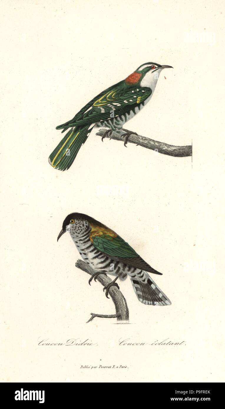 Diederik cuckoo, Chrysococcyx caprius, and shining bronze-cuckoo ...