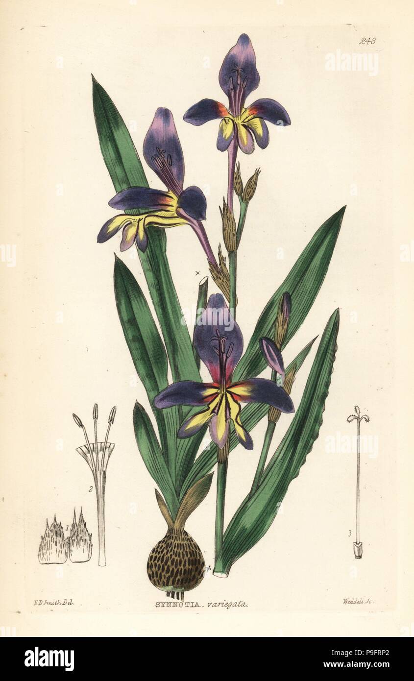 Harlequin flower, Sparaxis variegata (Variegated flowered synnotia ...