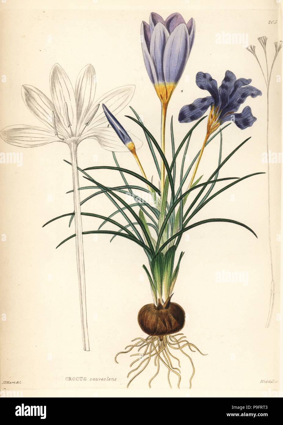 Fragrant crocus, Crocus suaveolens. Handcoloured copperplate engraving ...