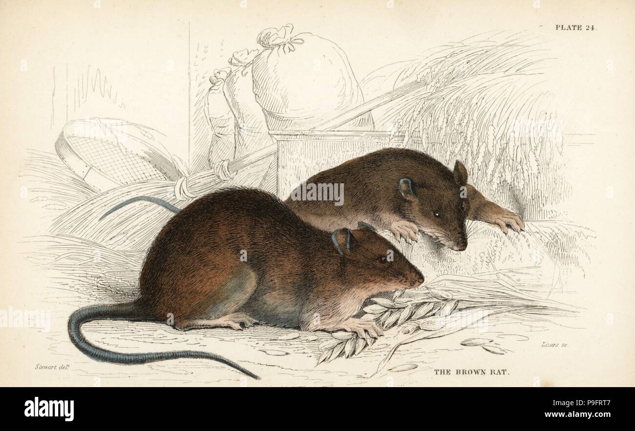 Mus norvegicus hi-res stock photography and images - Alamy