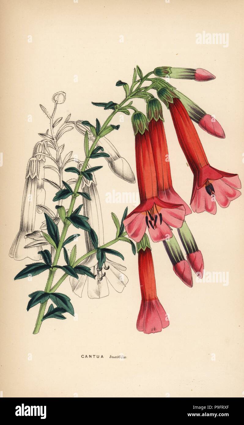 Cantua flower hi-res stock photography and images - Alamy