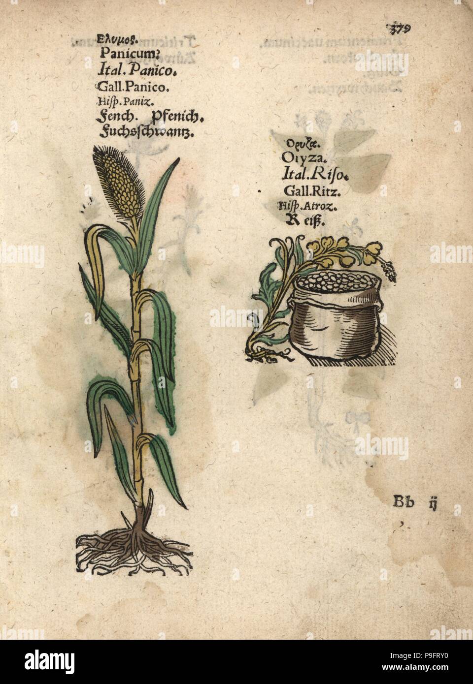 Millet Plant Drawing
