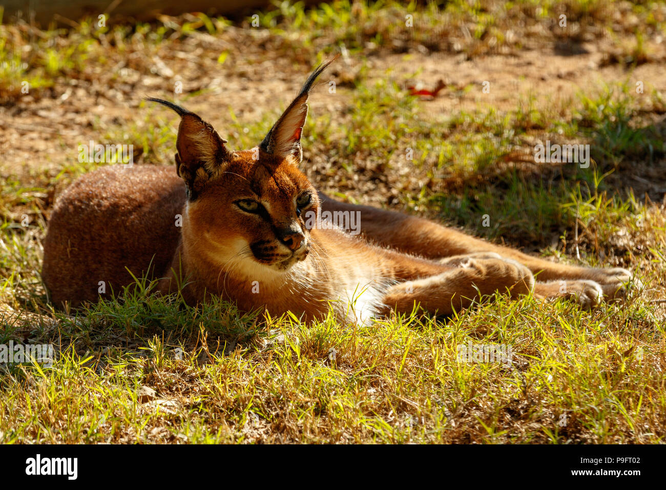 Endangered wild animal caracal hi-res stock photography and images - Alamy