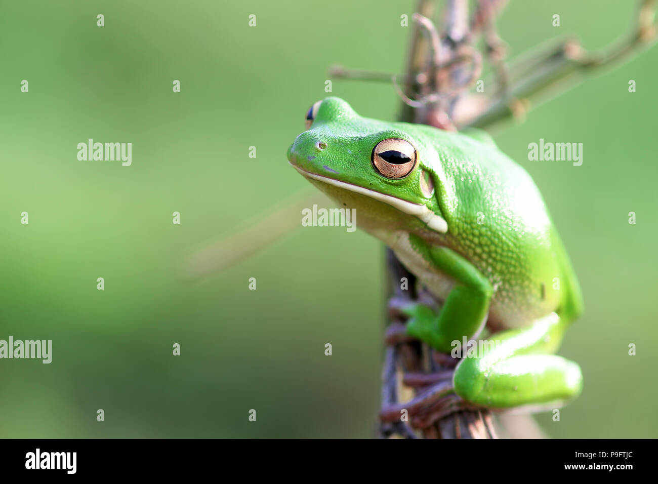 frogs, tree frogs on twigs Stock Photo - Alamy
