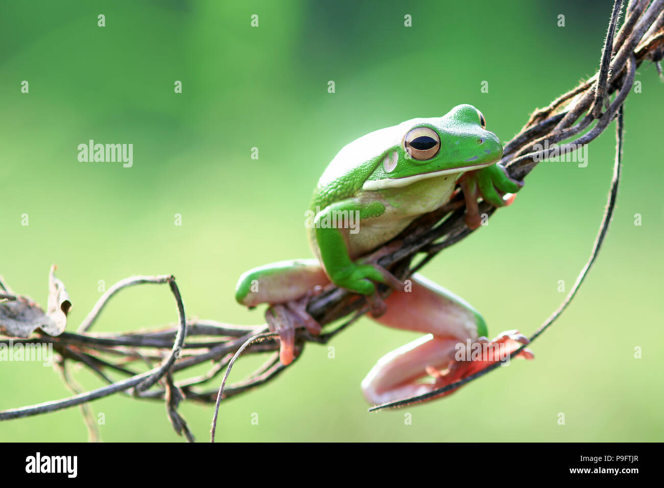 frogs, tree frogs on twigs Stock Photo - Alamy