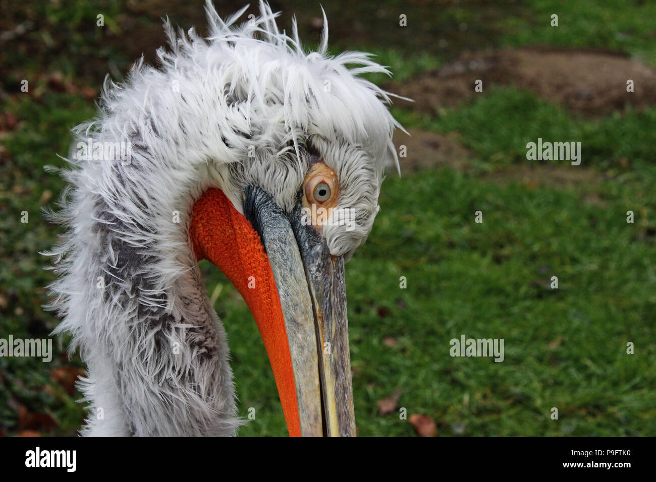 Bird look to photographer hi-res stock photography and images - Alamy