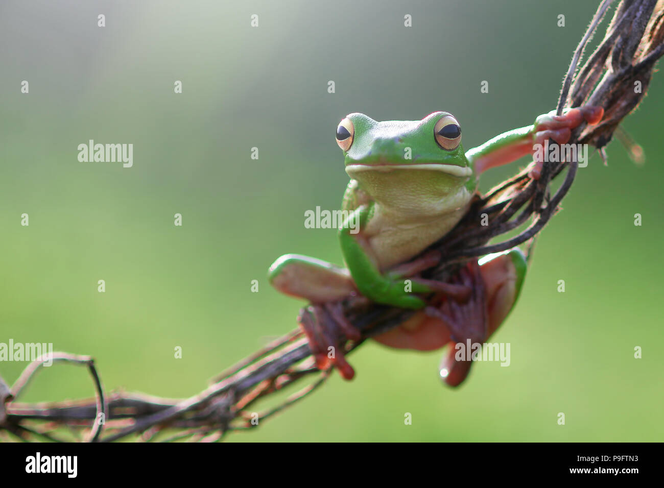 frogs, tree frogs on twigs Stock Photo - Alamy