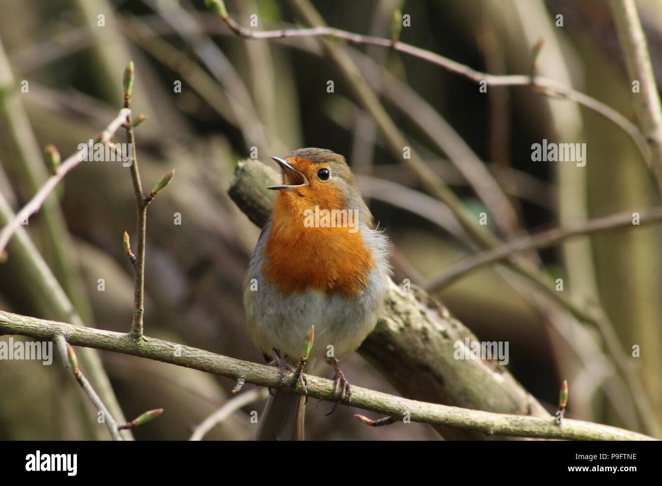 Singing robin hi-res stock photography and images - Alamy