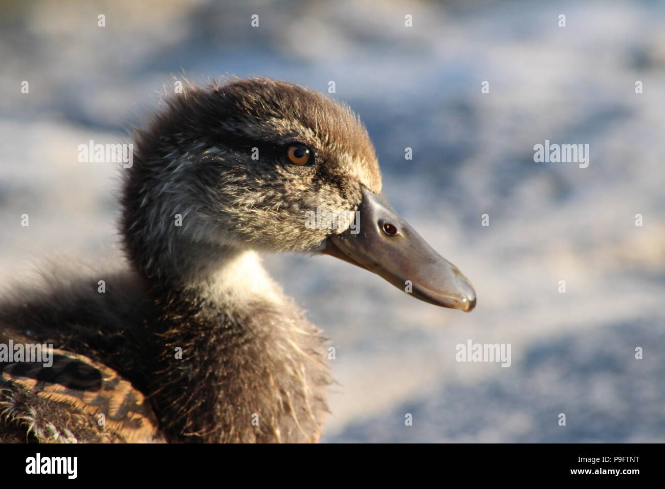 Golden duckling hi-res stock photography and images - Alamy
