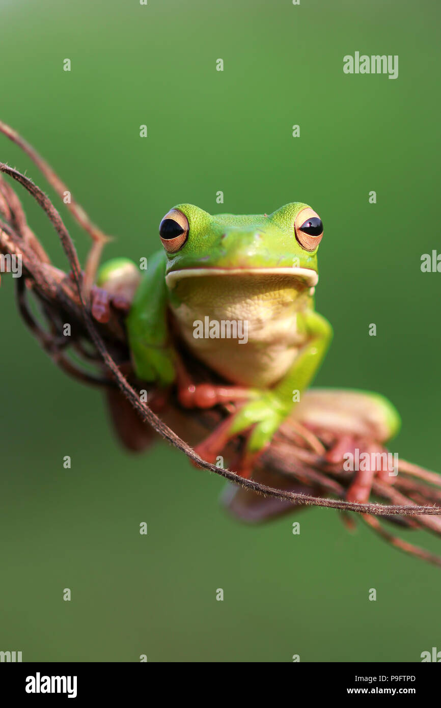 frogs, tree frogs on twigs Stock Photo - Alamy