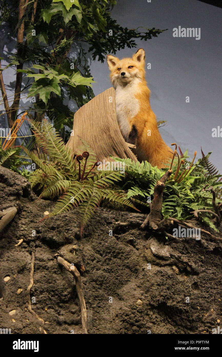Red fox spectacular animal hi-res stock photography and images - Alamy