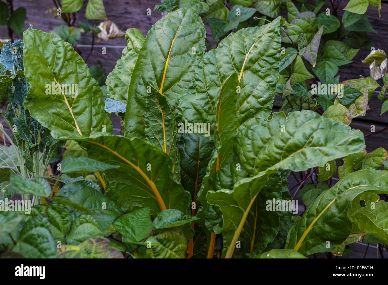 Healthy, bunch of Swiss chard growing organically in a raised bed ...