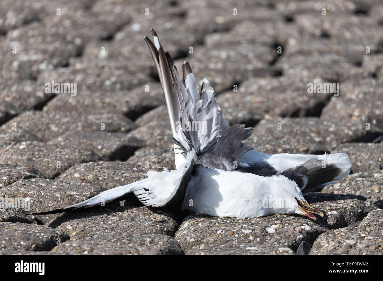 dead seagull, killed by the blades of a wind turbine Stock Photo - Alamy