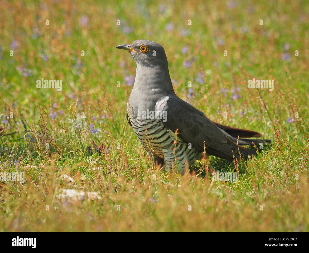 Cuculus Canorus High Resolution Stock Photography and Images - Alamy