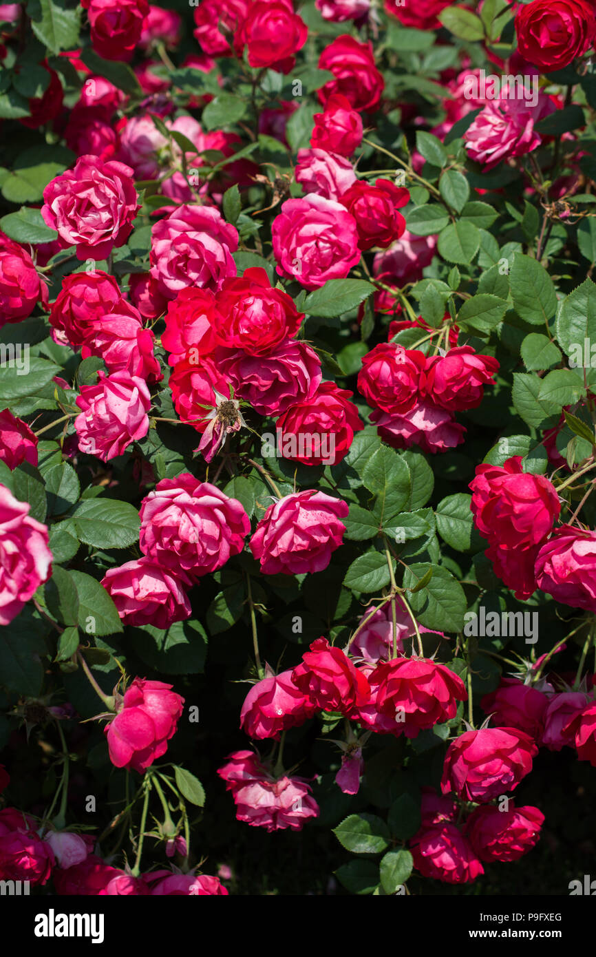 Blooming beautiful colorful roses as floral background Stock Photo - Alamy