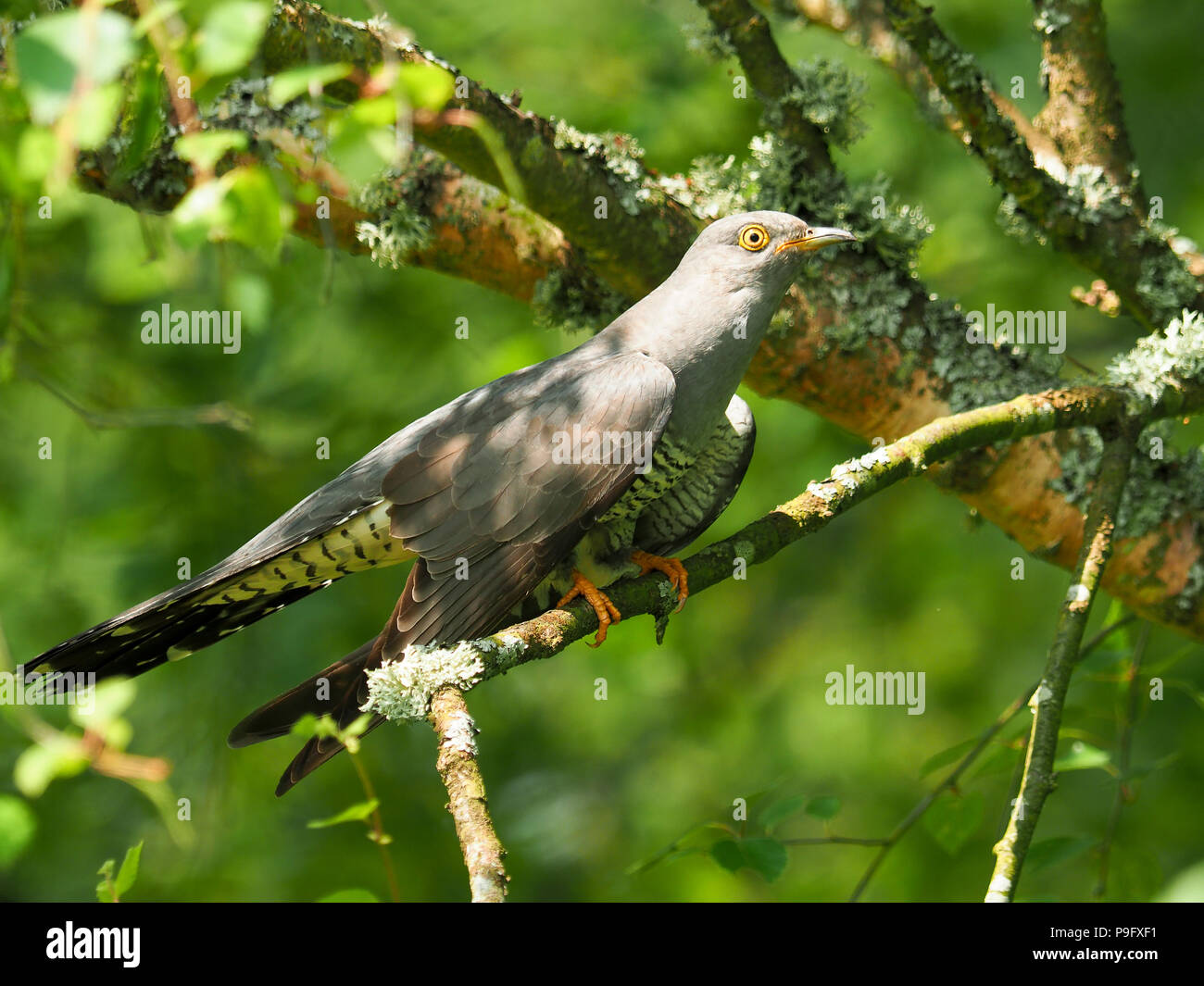 Cuckoo (Cuculus canorus Stock Photo - Alamy