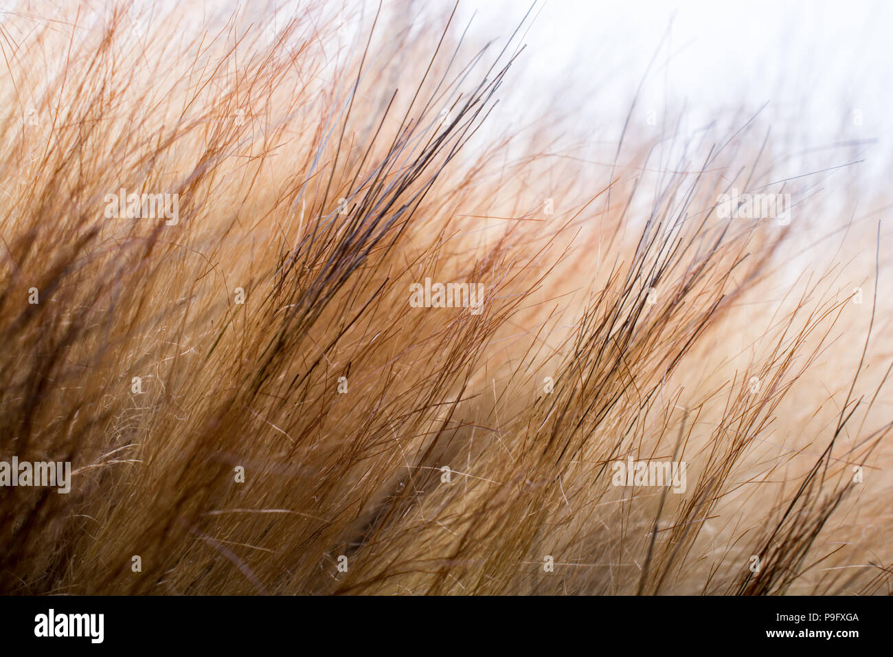 Decorative animal fur as a background texture Stock Photo - Alamy