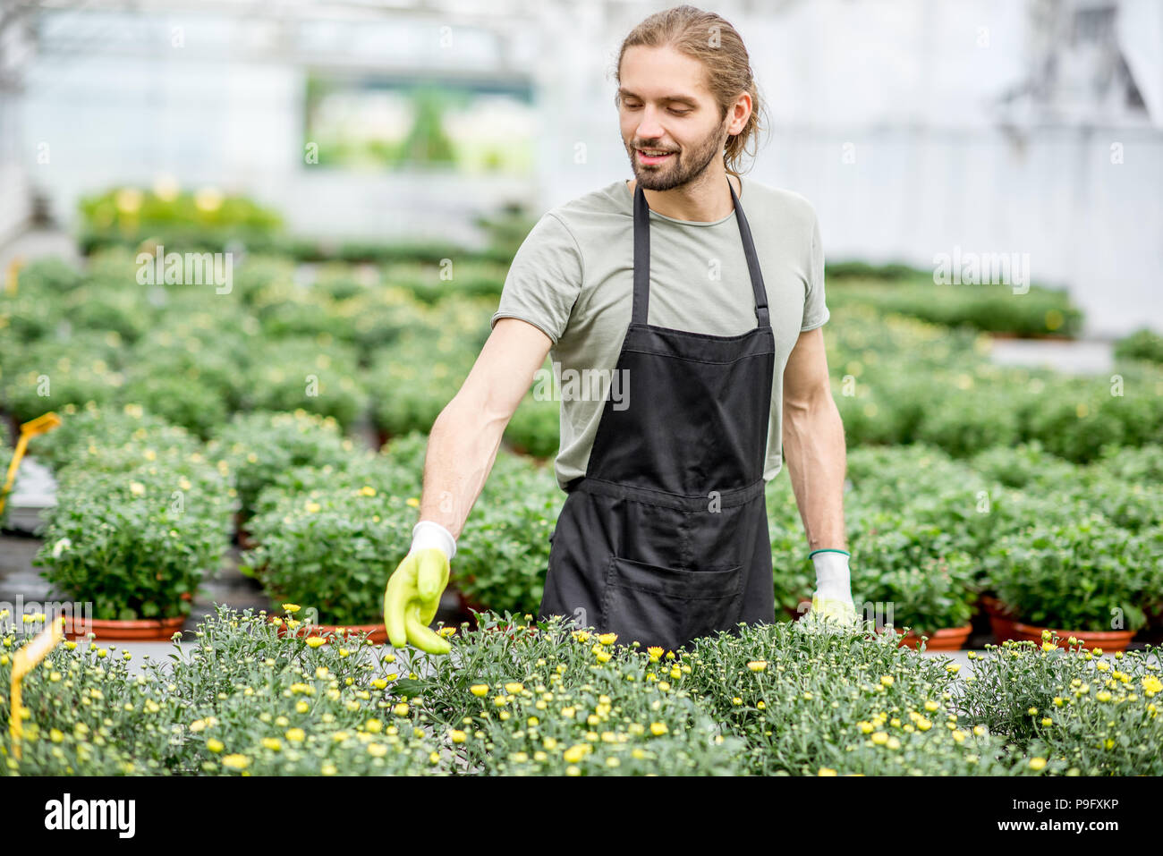 Gardener greenhouse watering plants hi-res stock photography and images ...
