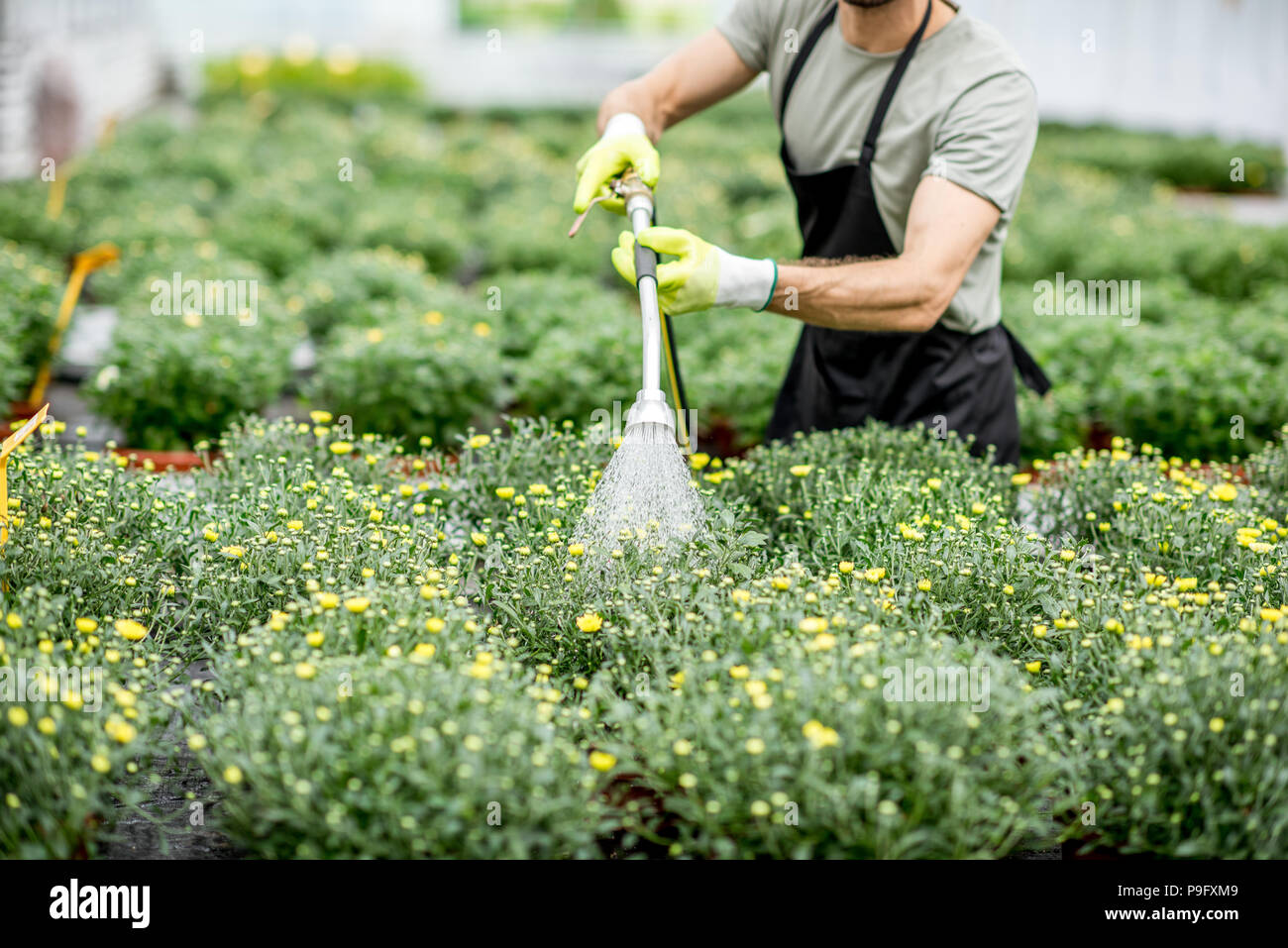 Greenhouse male florist watering plants hi-res stock photography and ...