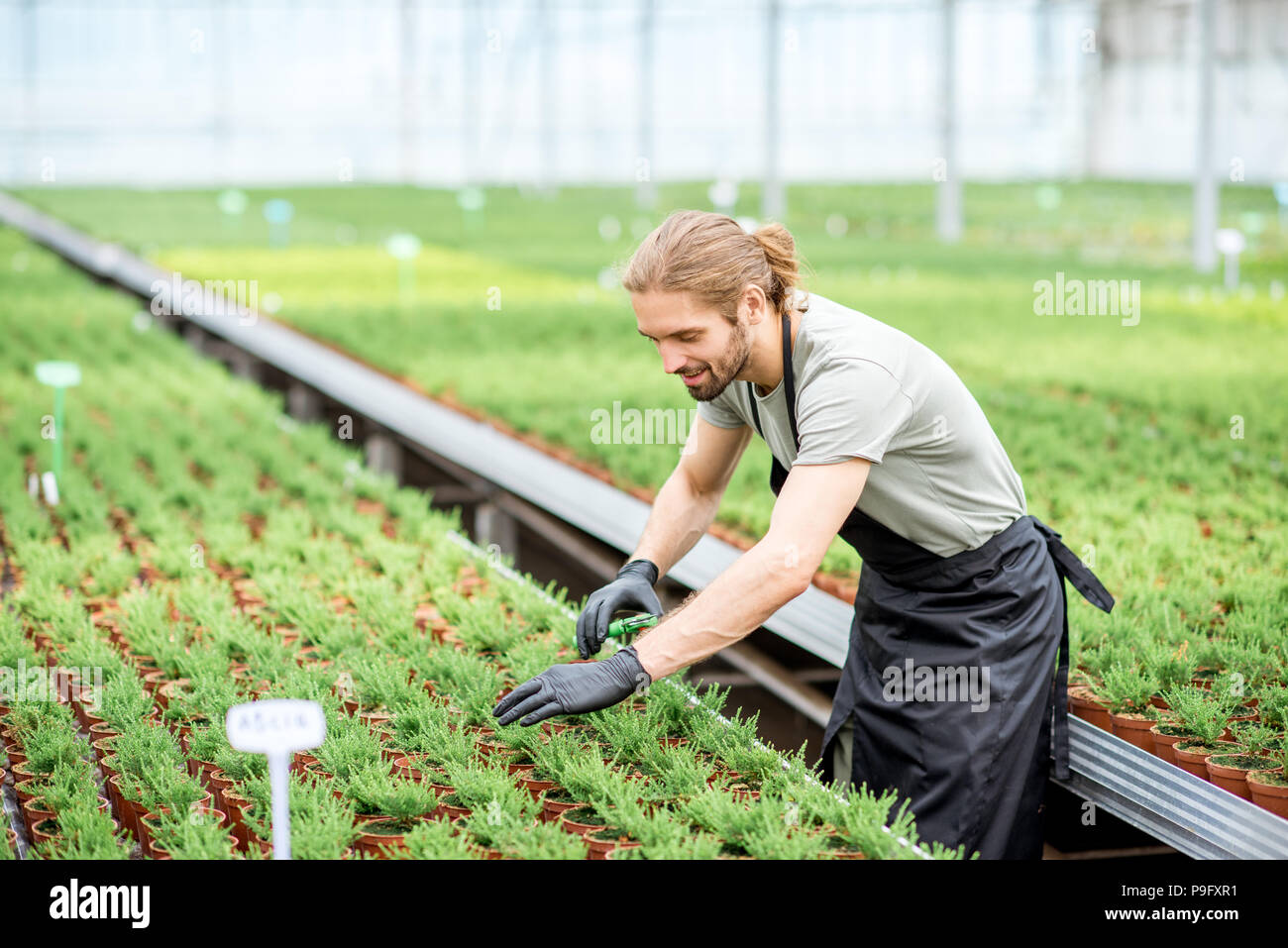 Worker with plants in the greenhouse Stock Photo - Alamy