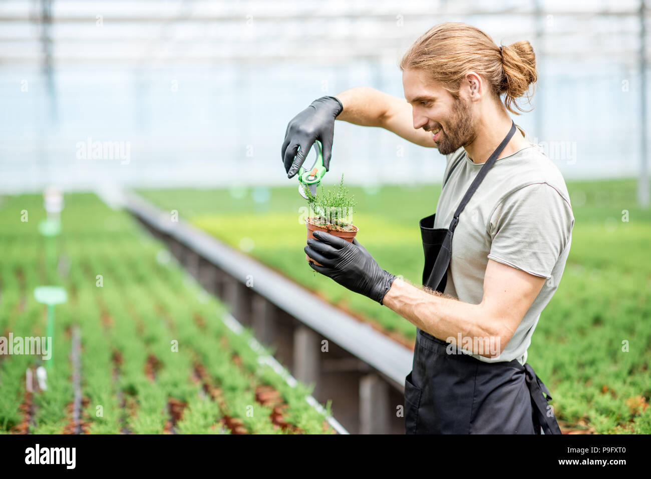 Worker with plants in the greenhouse Stock Photo - Alamy