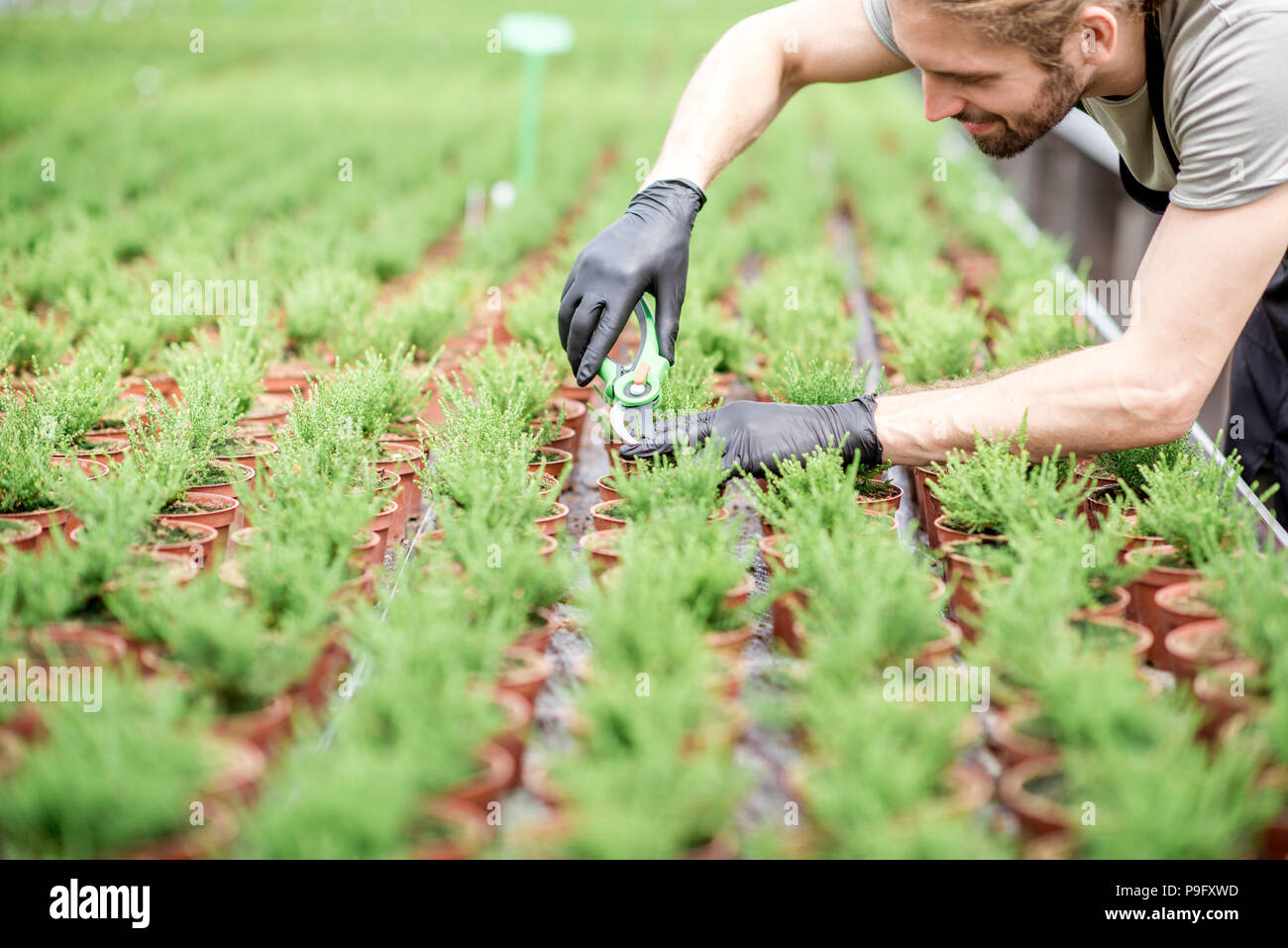 Worker with plants in the greenhouse Stock Photo - Alamy