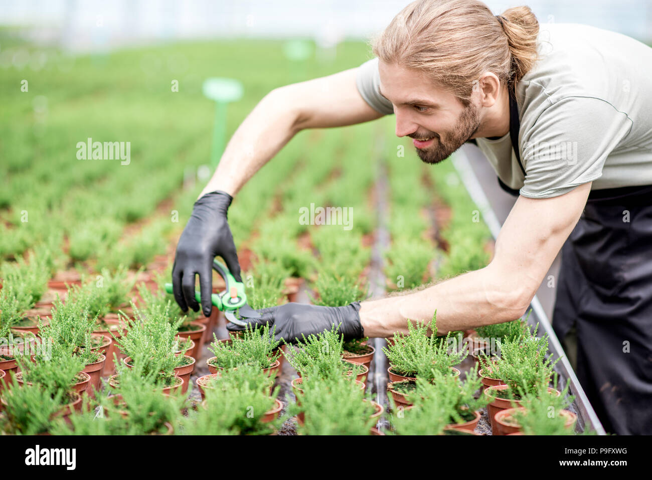 Worker with plants in the greenhouse Stock Photo - Alamy